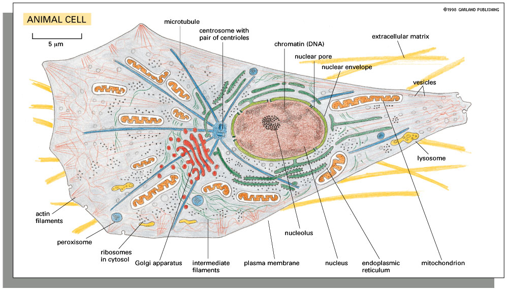 panel-1-2-cells-the-principal-features-of-animal-plant-and
