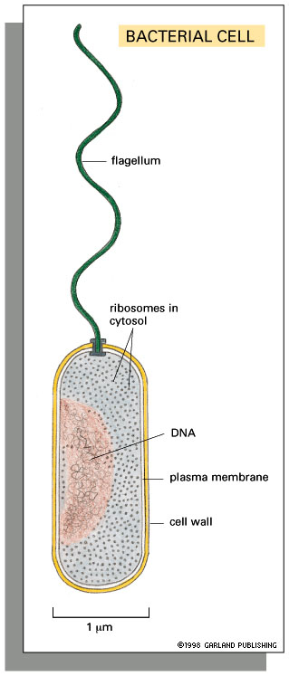 Panel 1 2 Cells The Principal Features Of Animal Plant And 